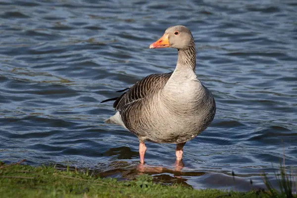 White fronted goose color Stock Photos, Royalty Free White fronted ...