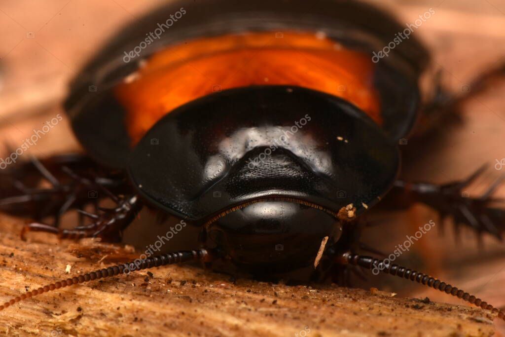 tropical cockroach, hobby pets, Blattodea is an order of insects 2023