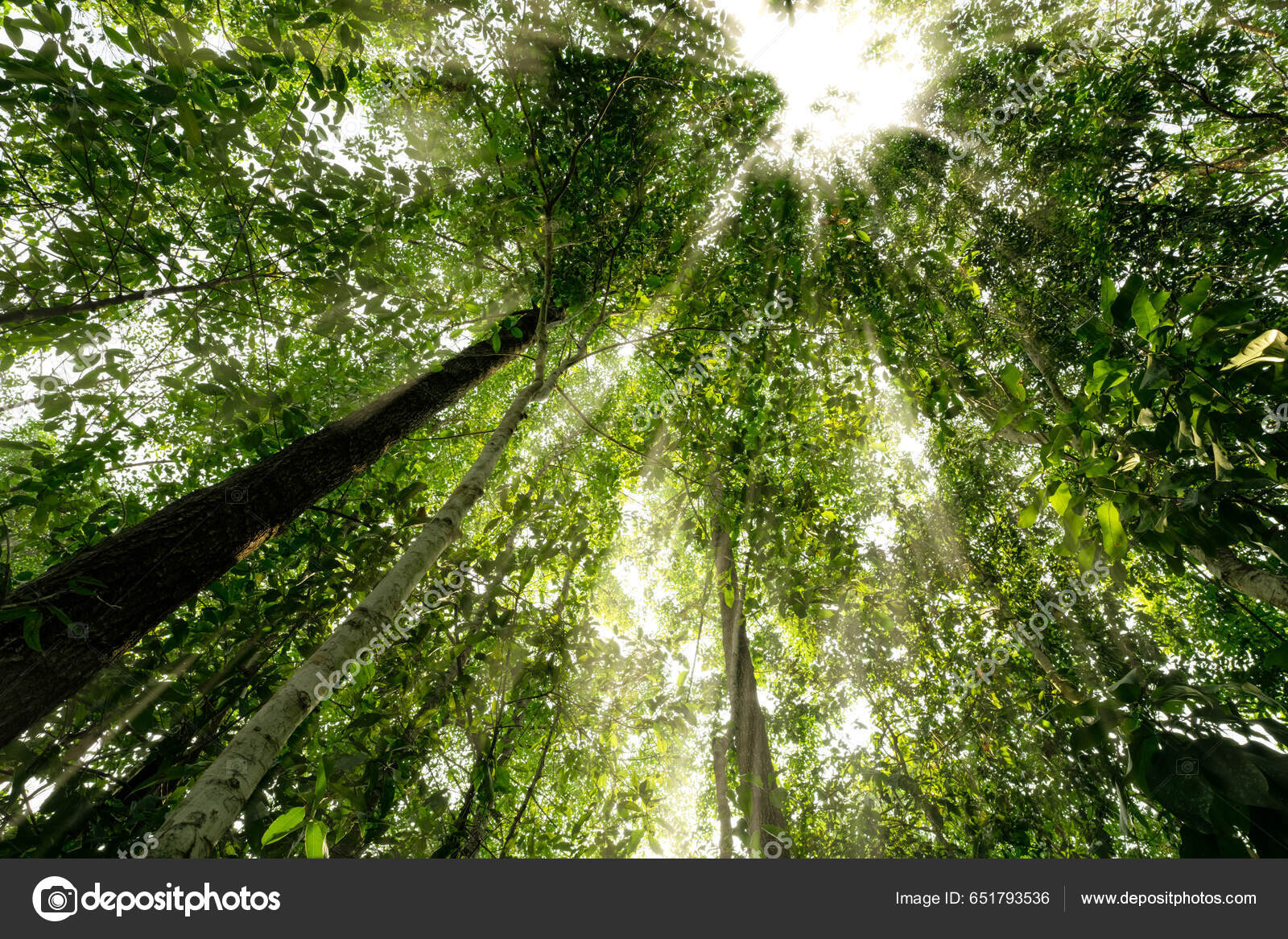 Bottom View Tree Trunk Green Leaves Trees Tropical Forest Tree — Stock ...