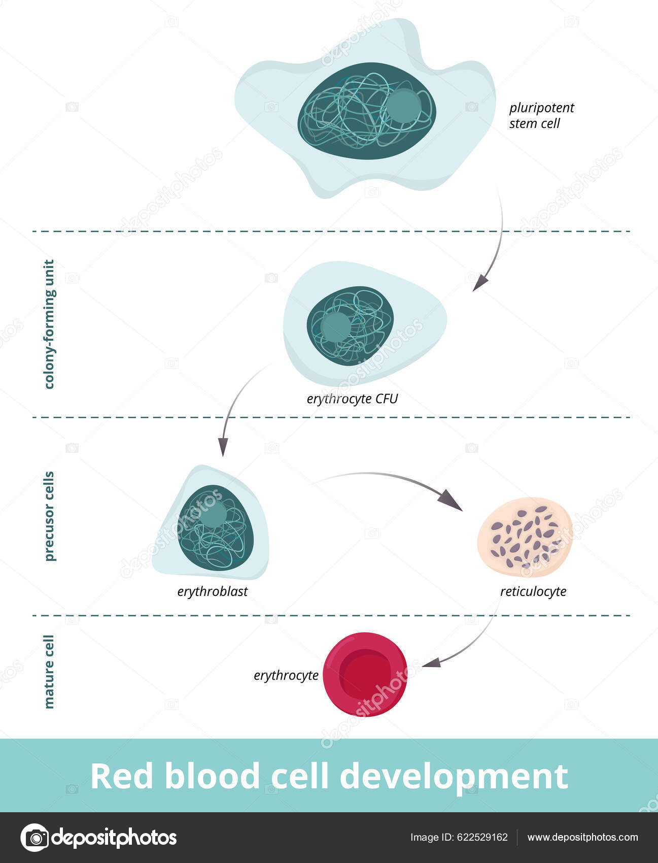 Desarrollo Glóbulos Rojos Eritropoyesis Desarrollo Eritrocitos Partir ...
