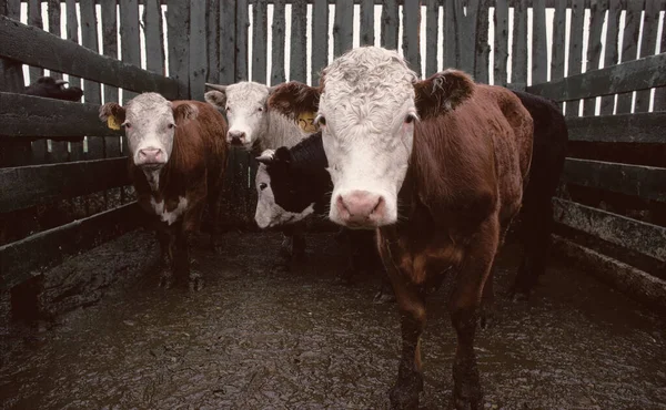 Cattle in pen Stock Photos, Royalty Free Cattle in pen Images ...