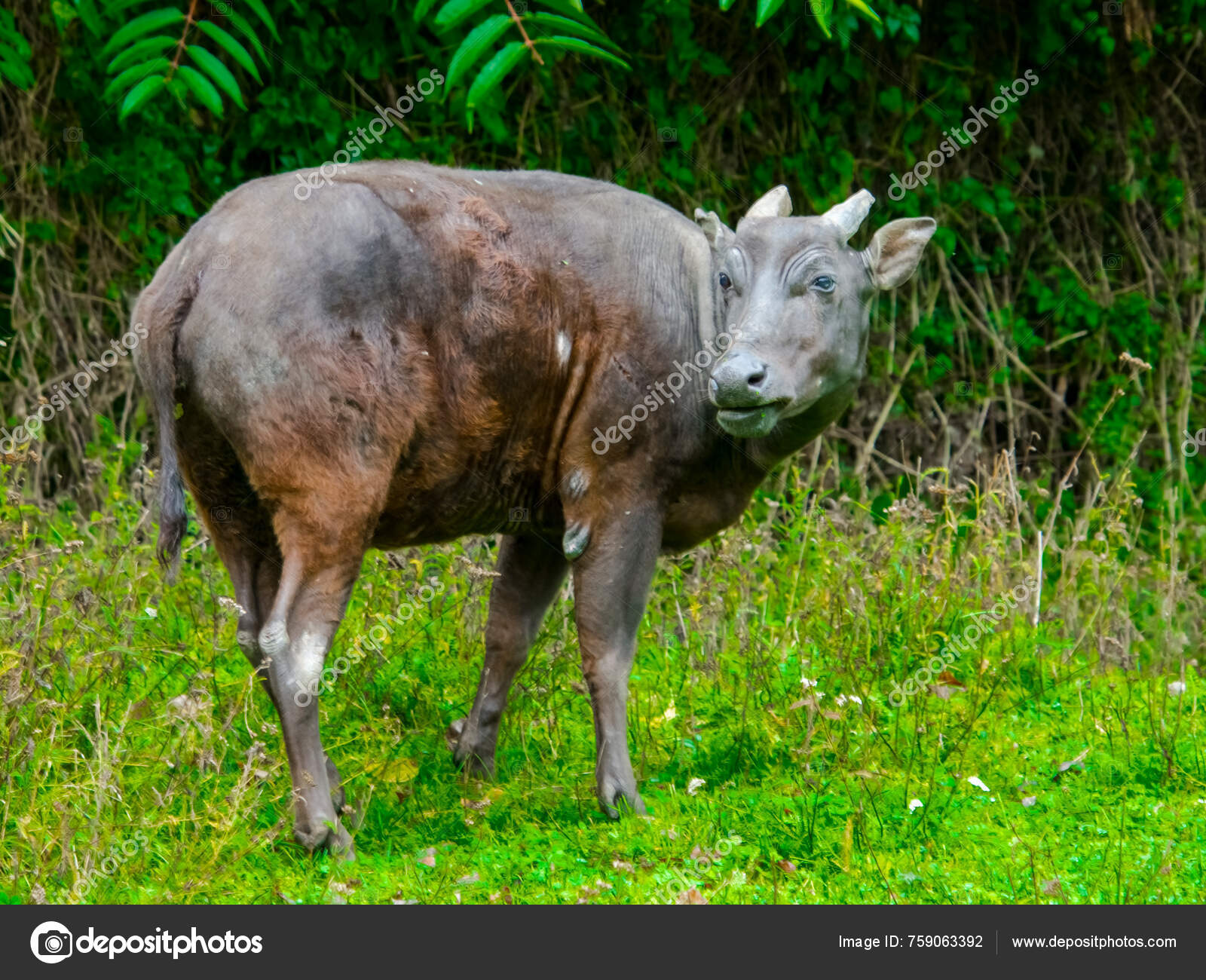 Lowland Anoa Its Scientific Name Bubalus Depressicornis — Stock Photo ...