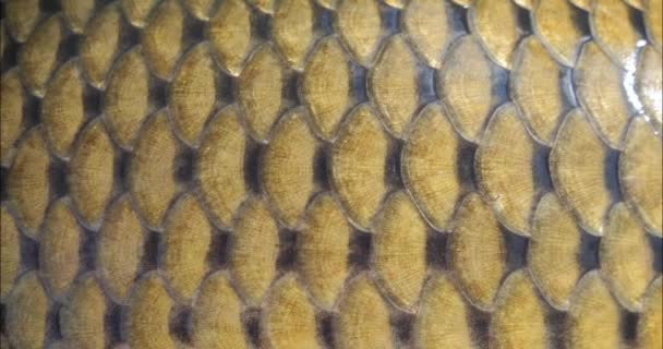 3,521 Escala de peixes Videos, Royalty-free Stock Escala de peixes ...