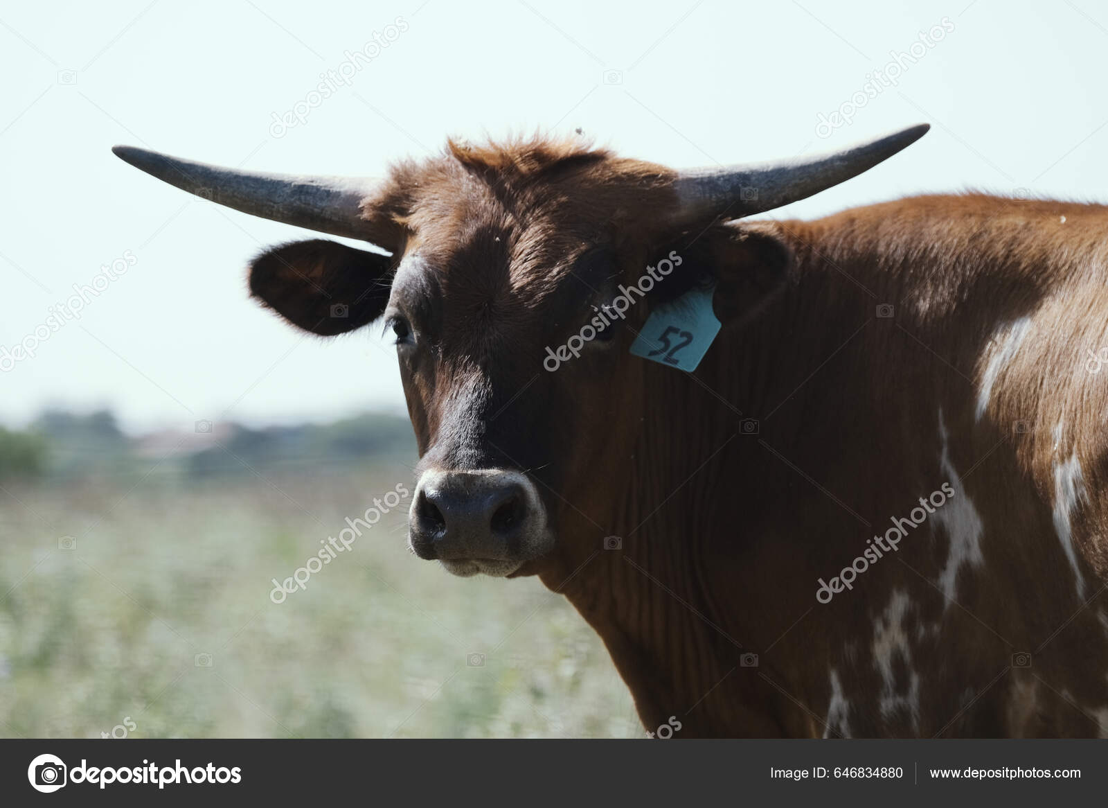Longhorn Bull Head Side