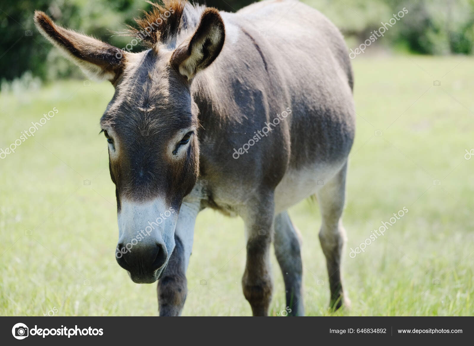 Cute Mini Donkey
