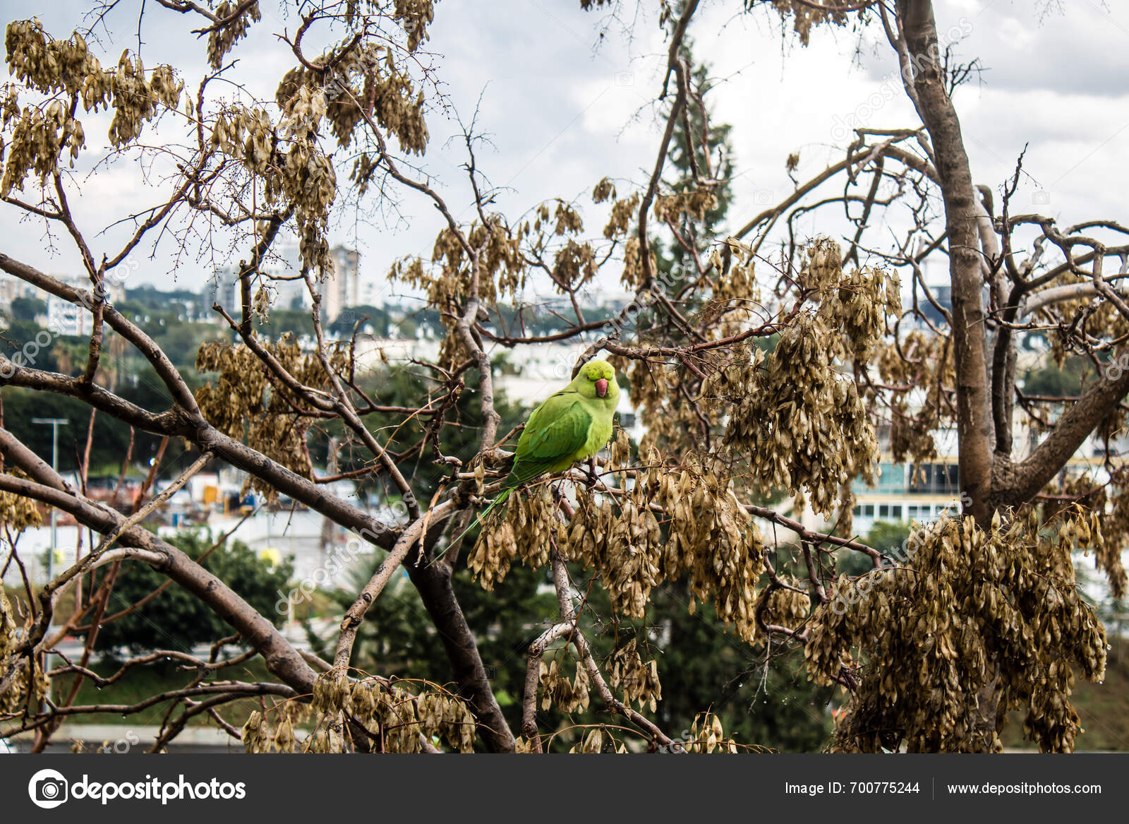 Tel Aviv Israel February 2024 Parrot Tel Aviv Emblematic City — Stock ...
