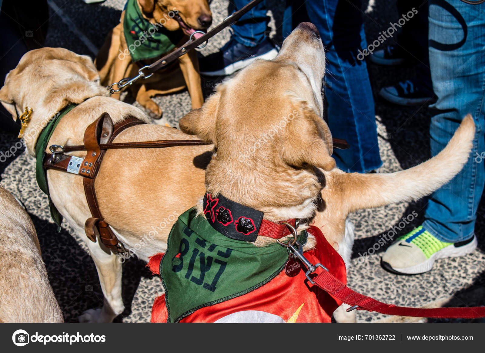 Tel Aviv Israel February 2024 Israeli Soldier Fighting Dogs Hostages ...