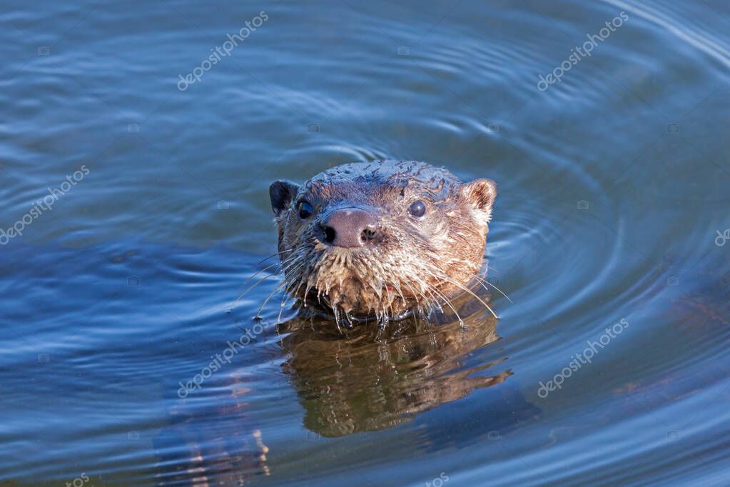 Una nutria de río la empuja por encima del agua azul de un lago. La ...