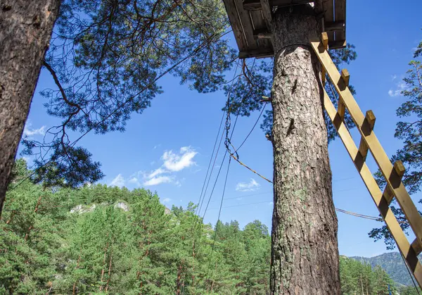 Canopy gaps Stock Photos, Royalty Free Canopy gaps Images | Depositphotos