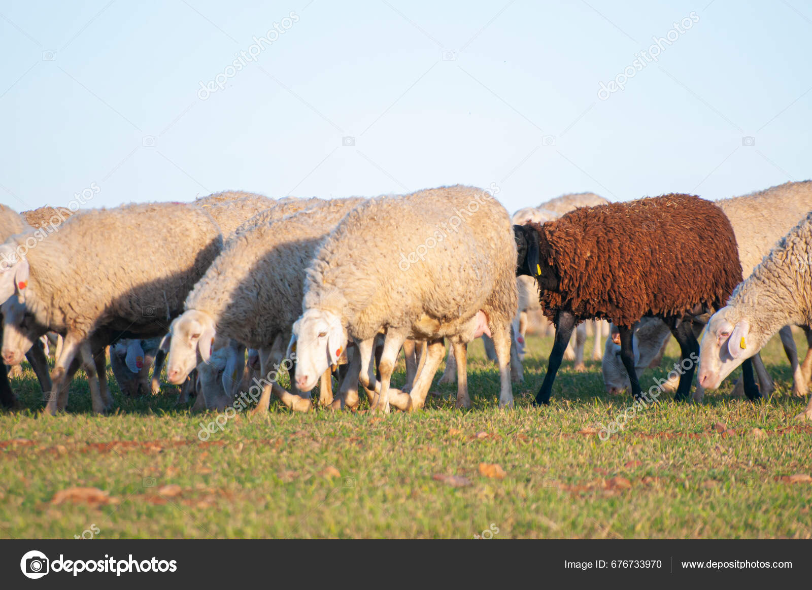 Flock Sheep Shepherd Dog Guarding Mediterranean Hills Traditional Ovine ...