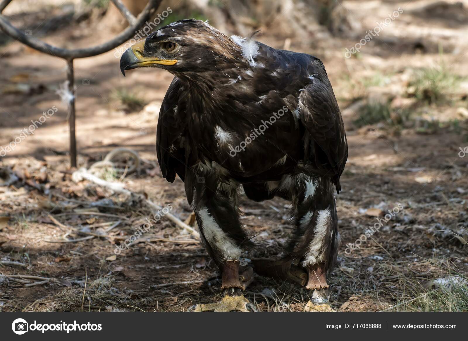 Golden Winged Predator Stunning Eagle Brown Plumage Sharp Beak — Stock ...