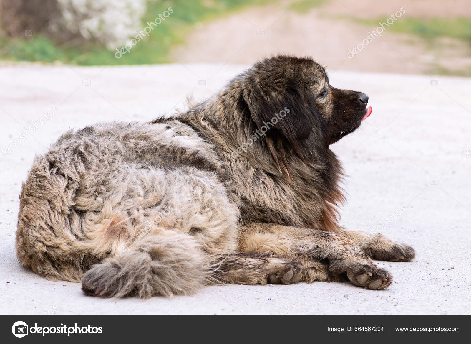 Caucasian Ovcharka Angry