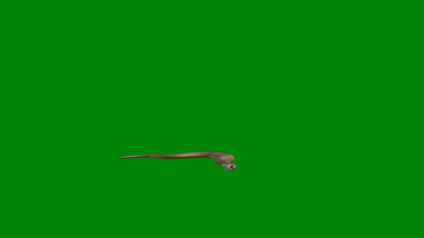 476 Green screen snake Stock Videos, 4K & HD Footage | Depositphotos