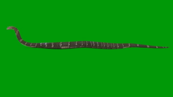 1,276 Jungle green screen Videos, Royalty-free Stock Jungle green ...