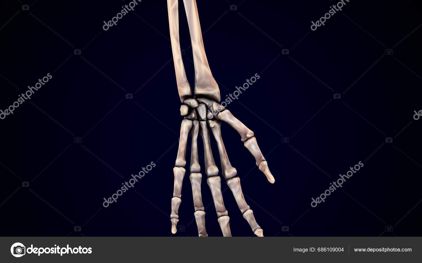 Human Skeleton Digestive System Anatomy Illustration — Stock Photo ...