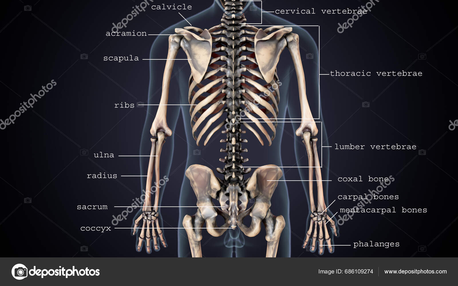 Human Skeleton Digestive System Anatomy Illustration — Stock Photo ...