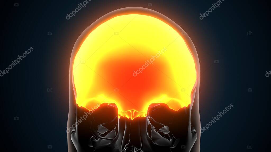 Ilustración 3D del sistema esquelético humano Piezas del hueso del ...