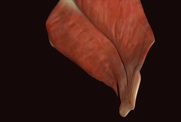 Mandlige Menneskelige Krop Forreste Muskler Anatomi System Gør — Stock ...