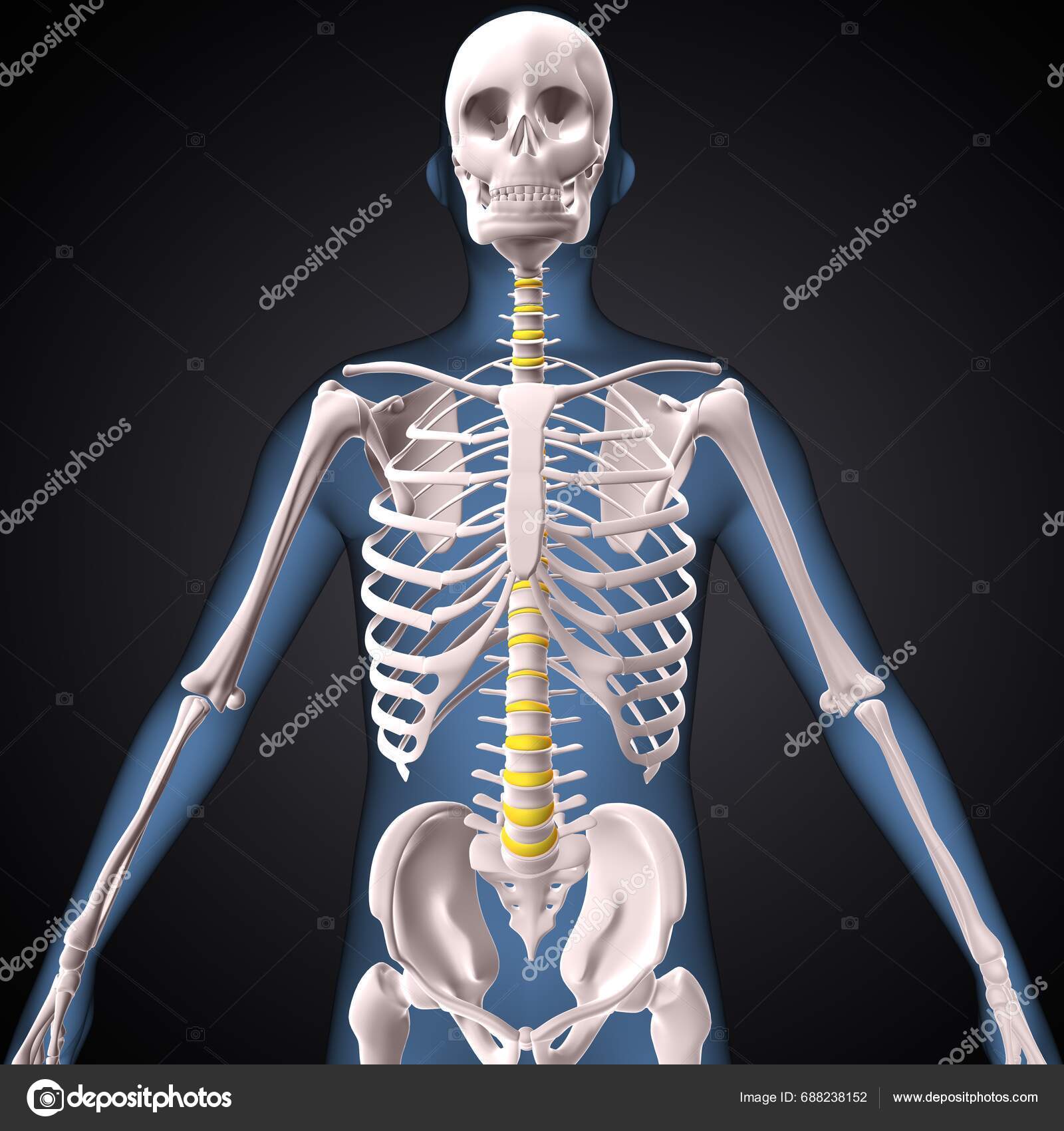 Human Skeleton Skull Jaw Humerus Anatomy Illustration — Stock Photo ...