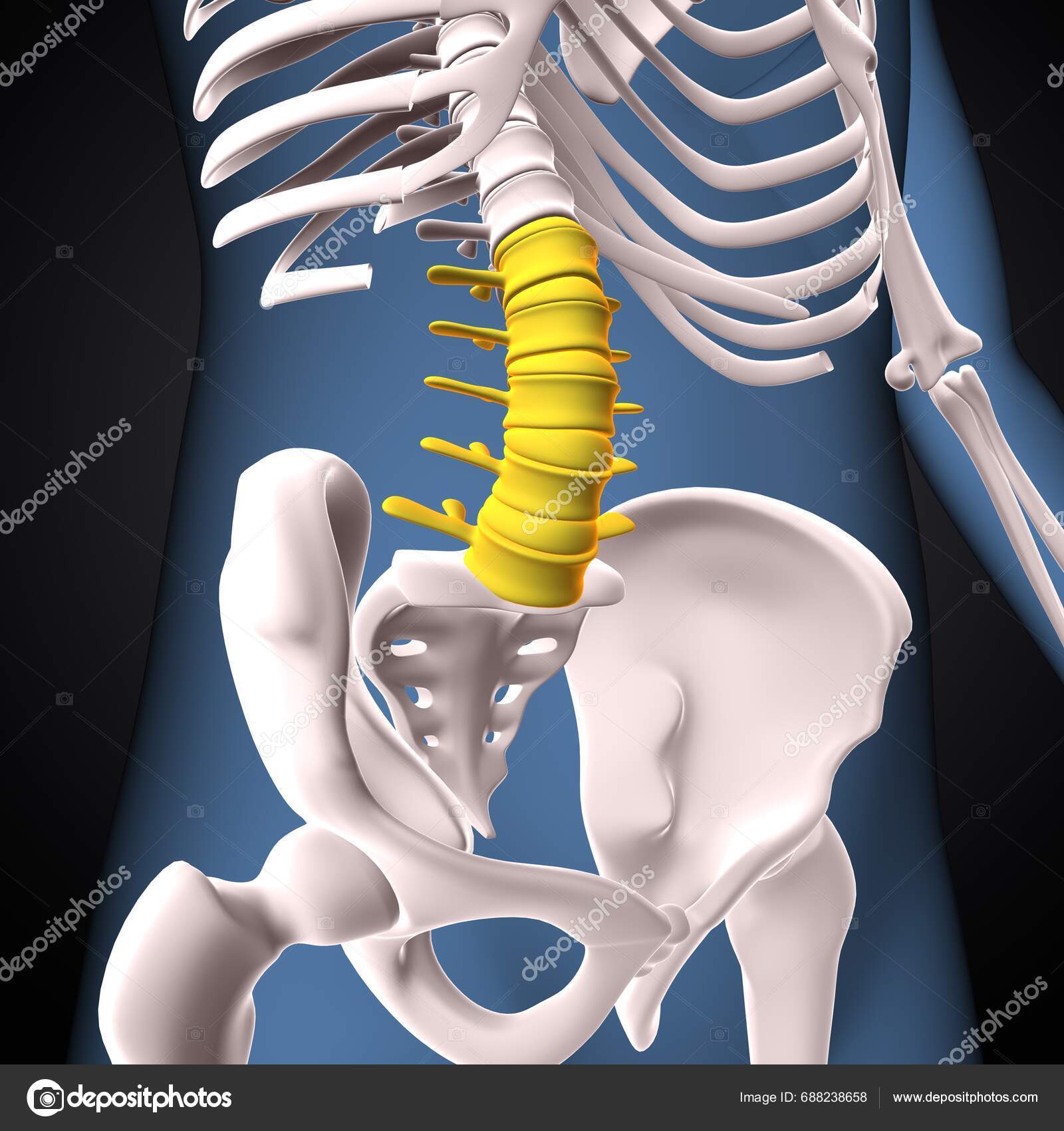 Fotos de Esqueleto Humano Cráneo Mandíbula Anatomía Del Húmero ...