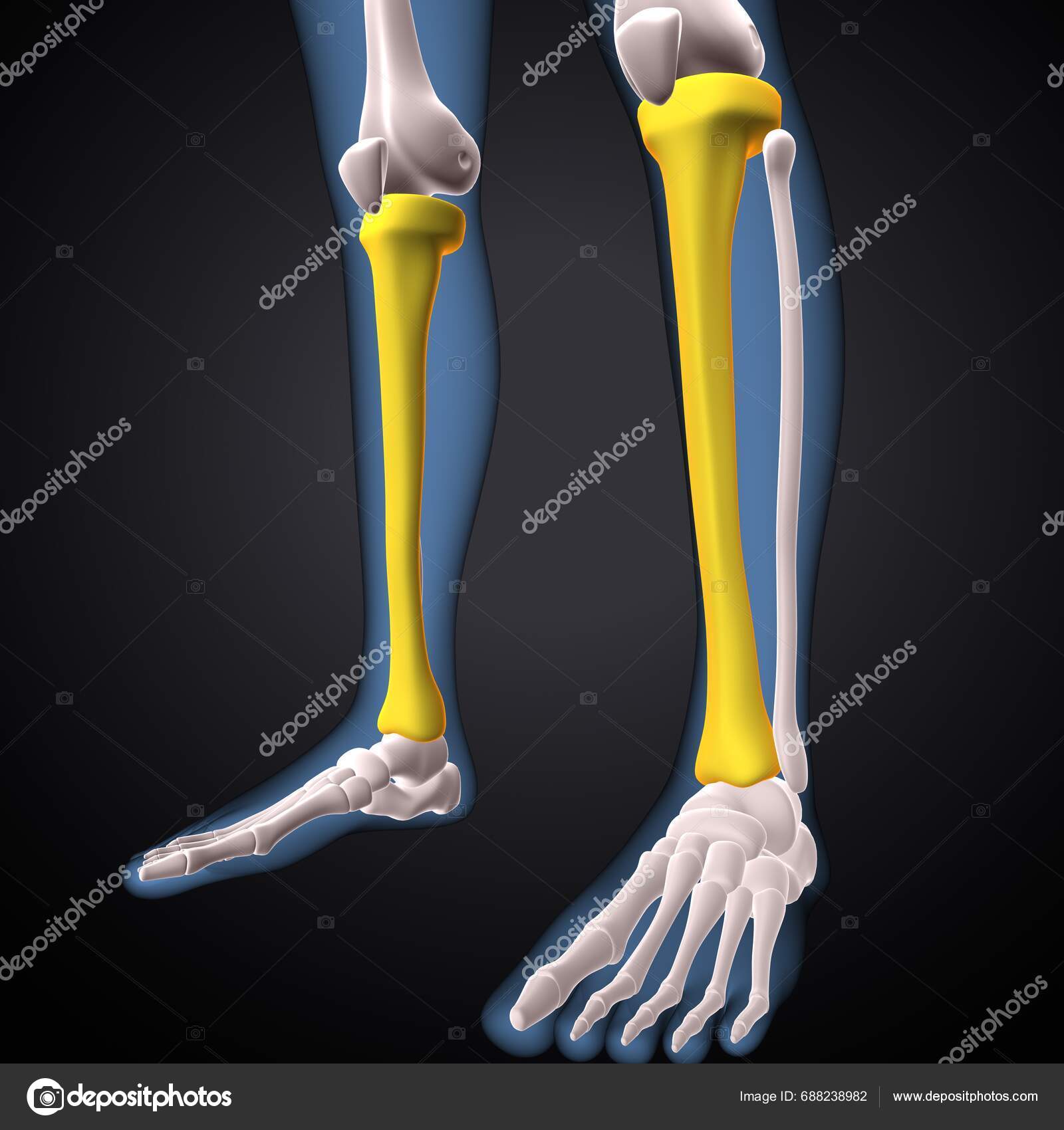 Schedel Van Het Menselijk Skelet Kaak Humerus Anatomie Illustratie ...