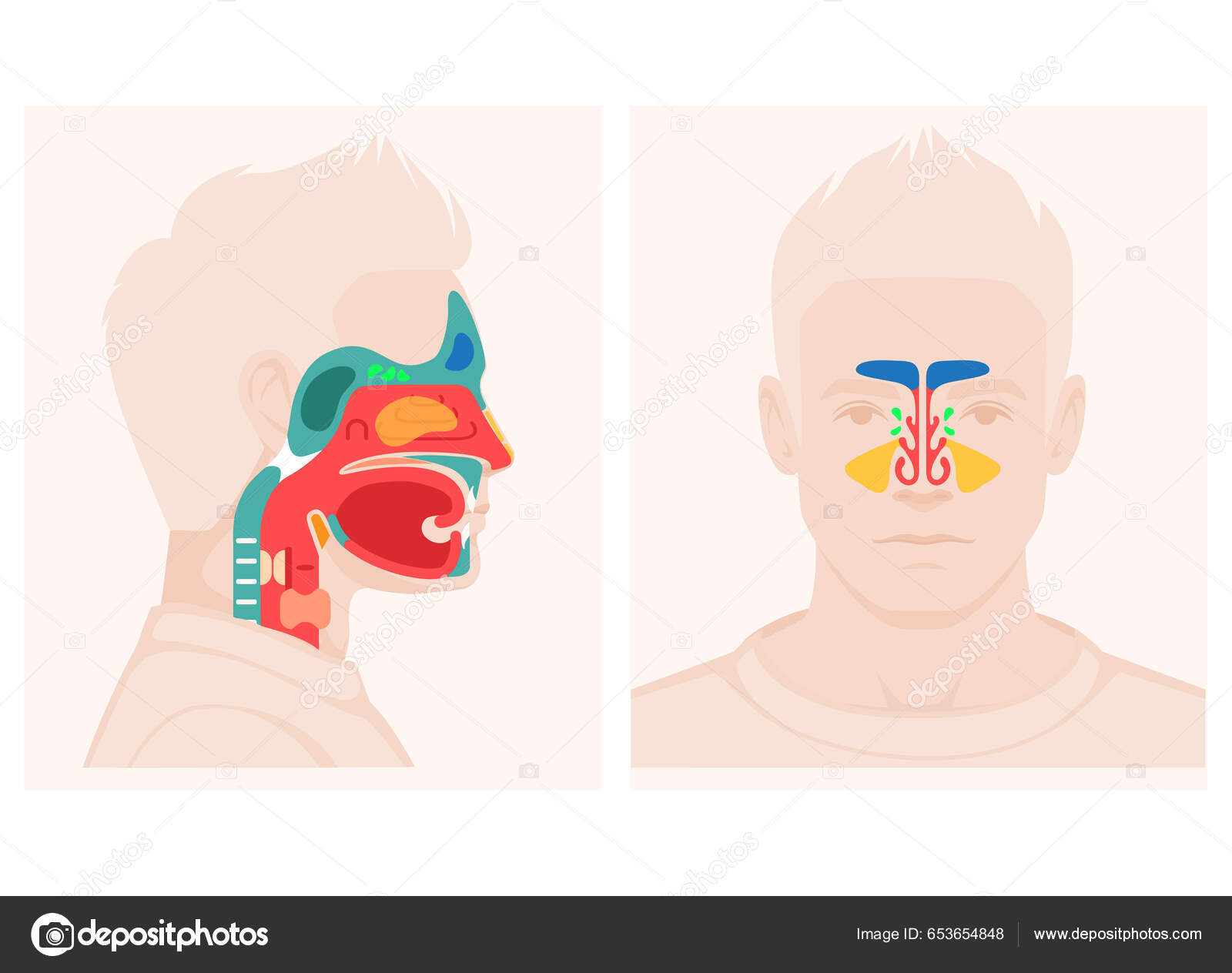 Rachen Anatomiemodell 3d Übertrug Medizinisch Genaue Illustration Der