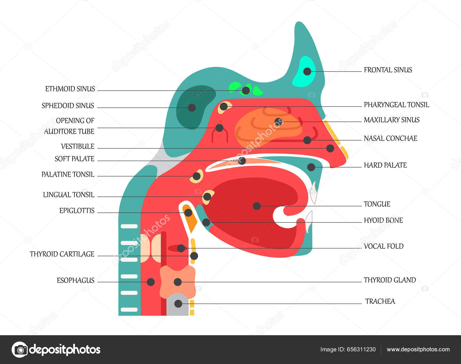 Nos Anatomia Gardła Usta Człowieka Układ Oddechowy Model Anatomii Głowy ...