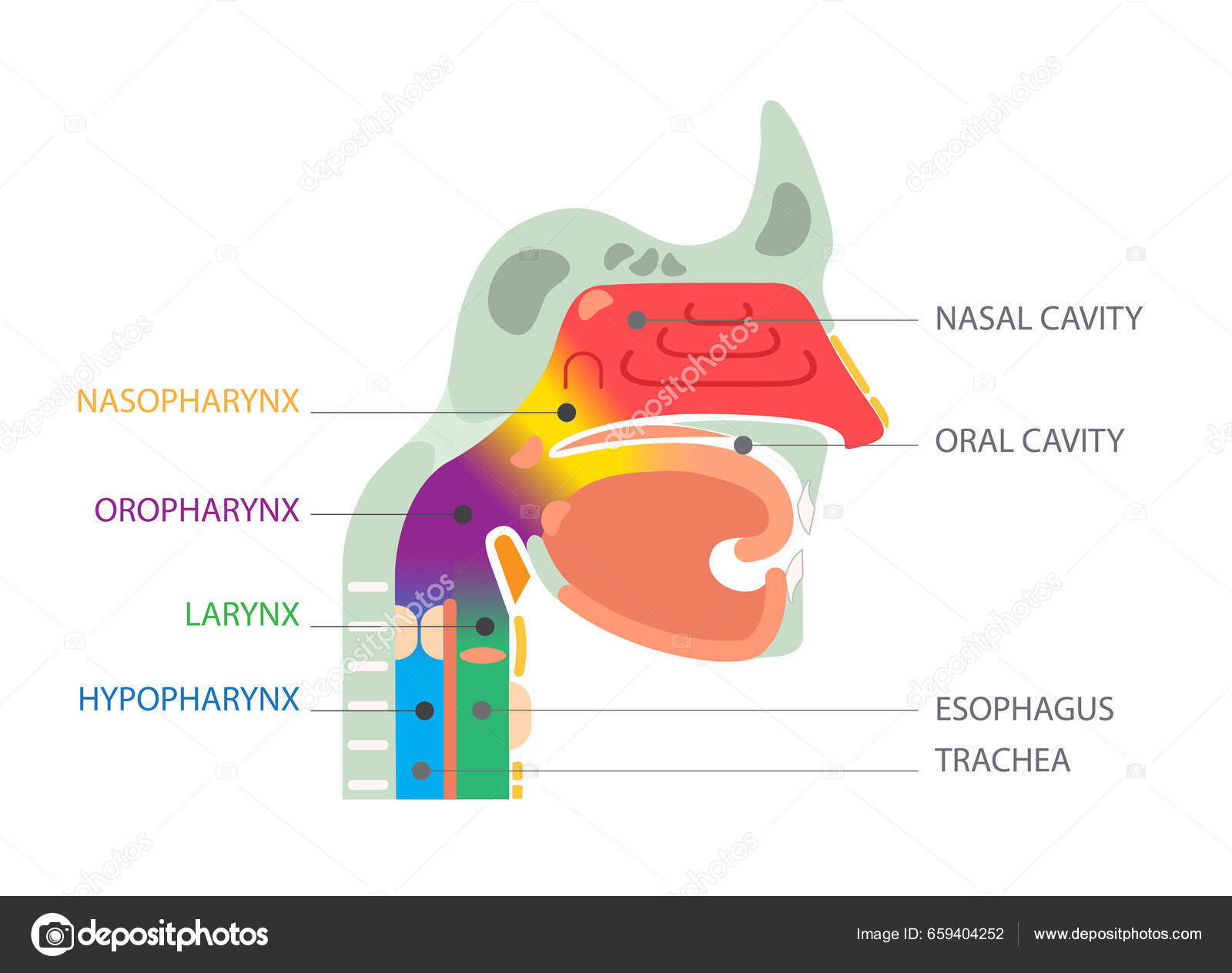 Rachen Anatomiemodell 3d Übertrug Medizinisch Genaue Illustration Der