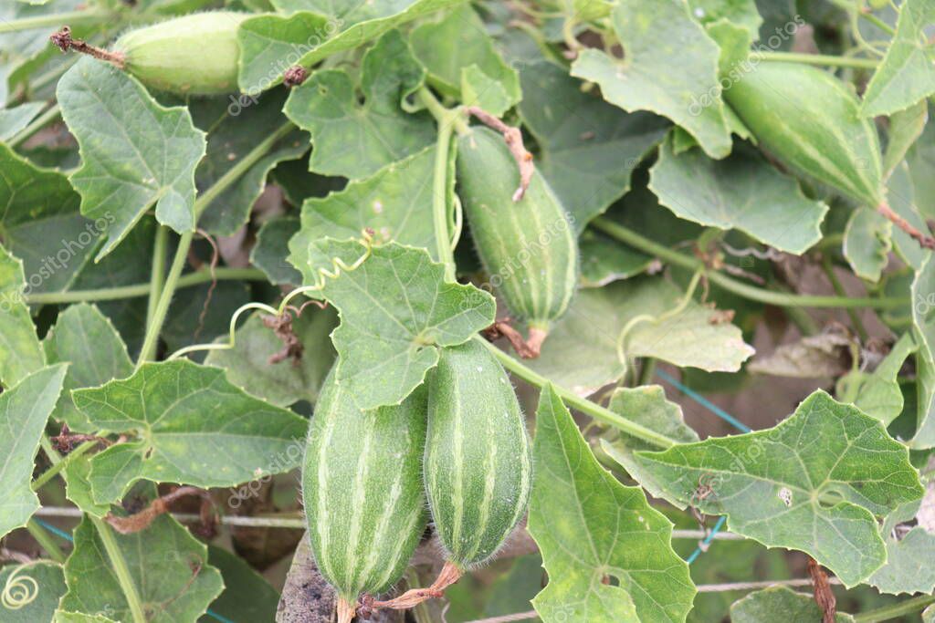 calabaza puntiaguda de color verde en el árbol en la granja para la ...
