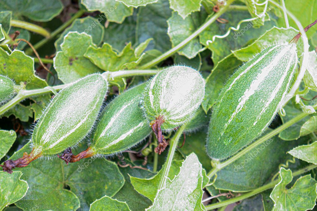 calabaza puntiaguda de color verde en el árbol en la granja para la ...