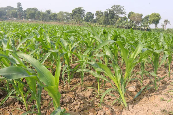 La culture du maïs images libres de droit, photos de La culture du maïs ...