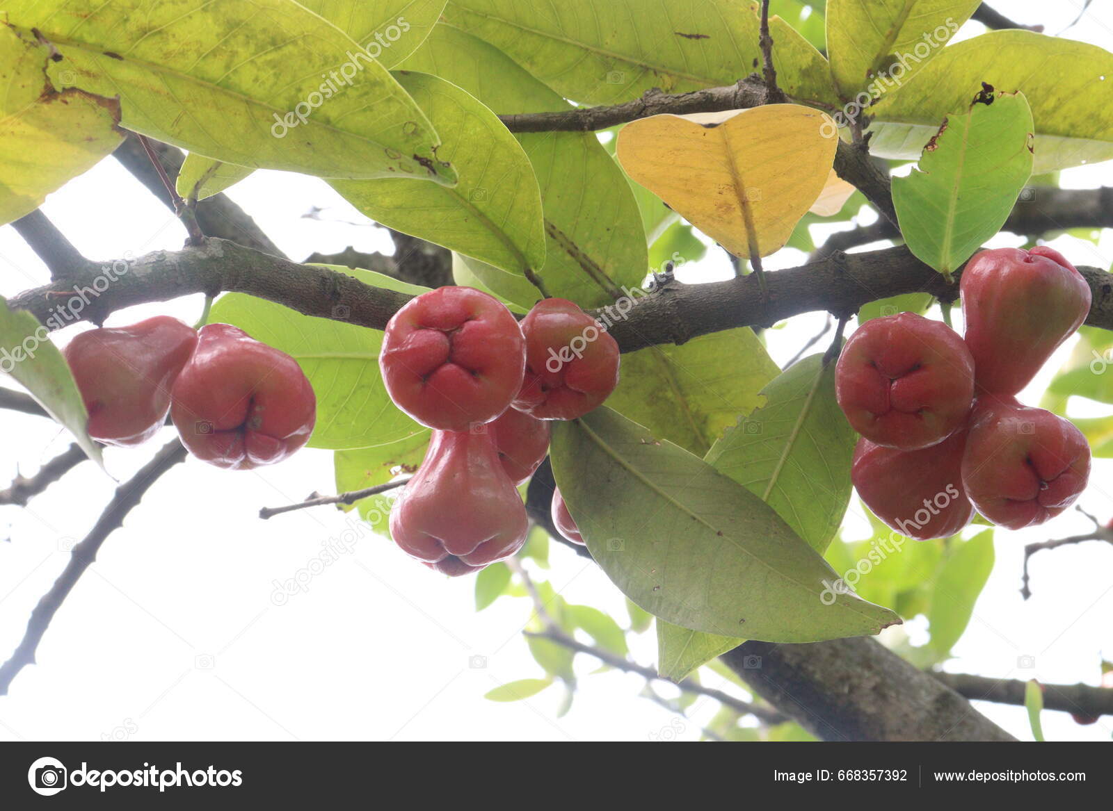 Rose Apple Fruit Tree