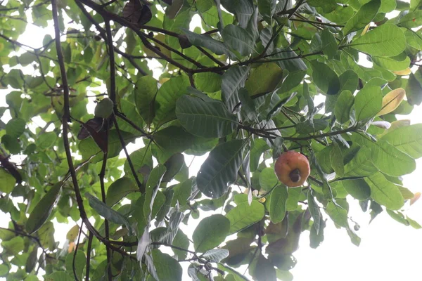 Tree of cashew nuts Stock Photos, Royalty Free Tree of cashew nuts ...