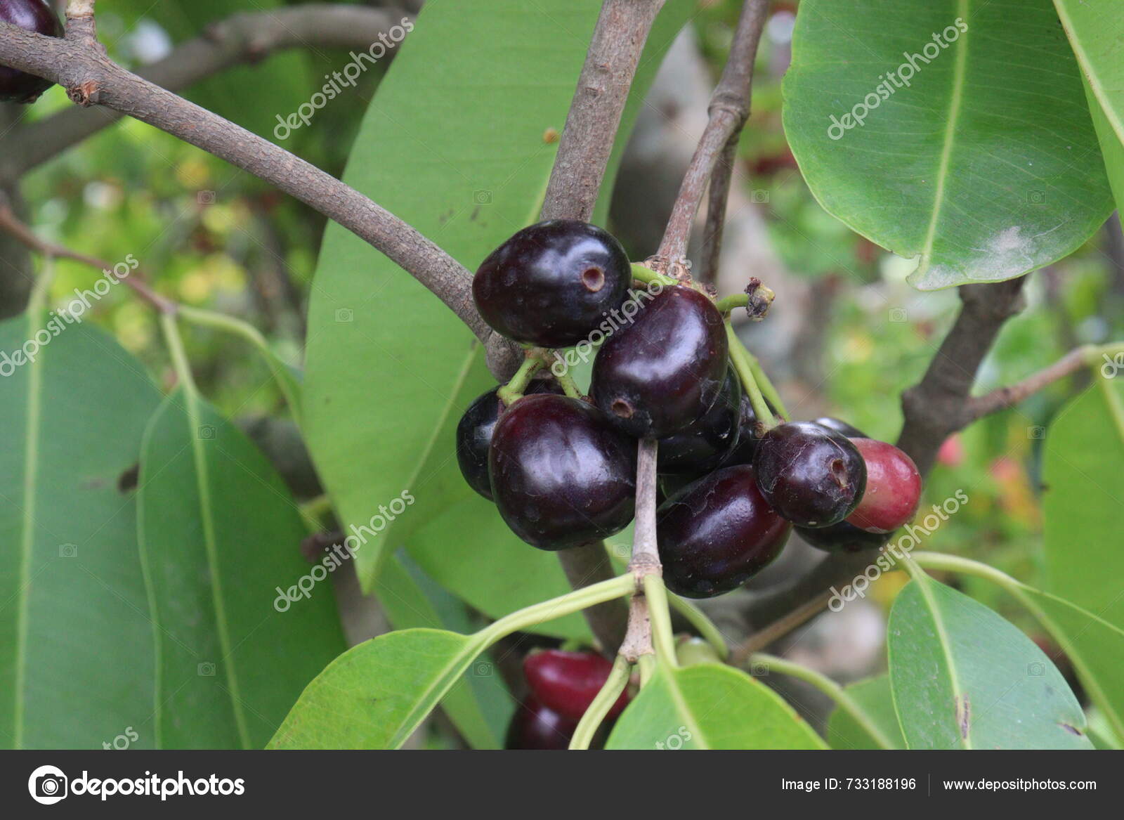 Java Plum Tree Farm Harvest Cash Crops Have Nutrients Vitamins — Stock ...
