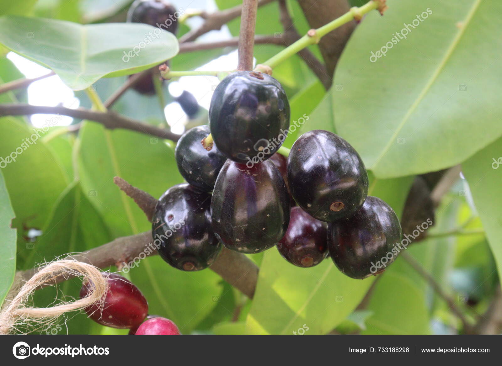 Java Plum Tree Farm Harvest Cash Crops Have Nutrients Vitamins — Stock ...