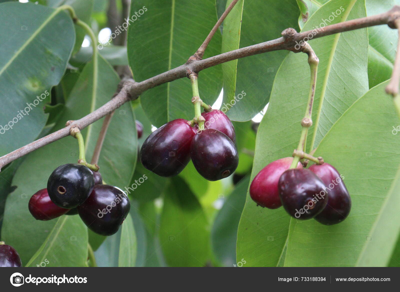 Java Plum Tree Farm Harvest Cash Crops Have Nutrients Vitamins — Stock ...