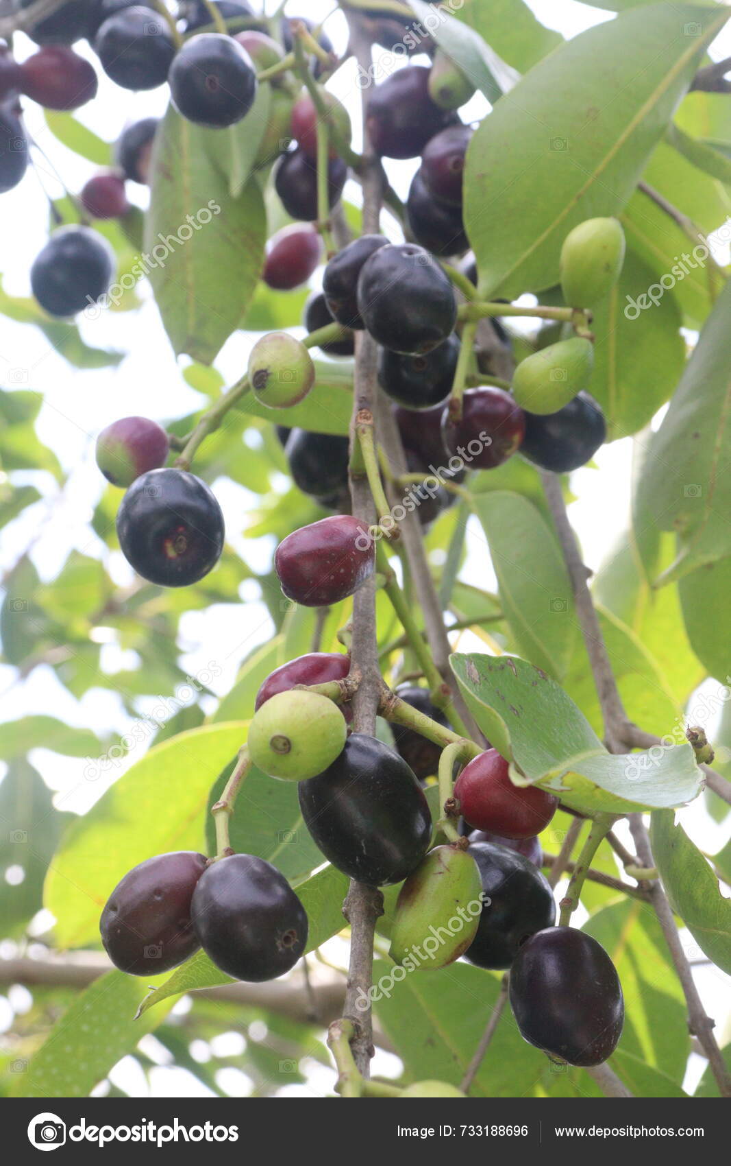 Java Plum Tree Farm Harvest Cash Crops Have Nutrients Vitamins — Stock ...