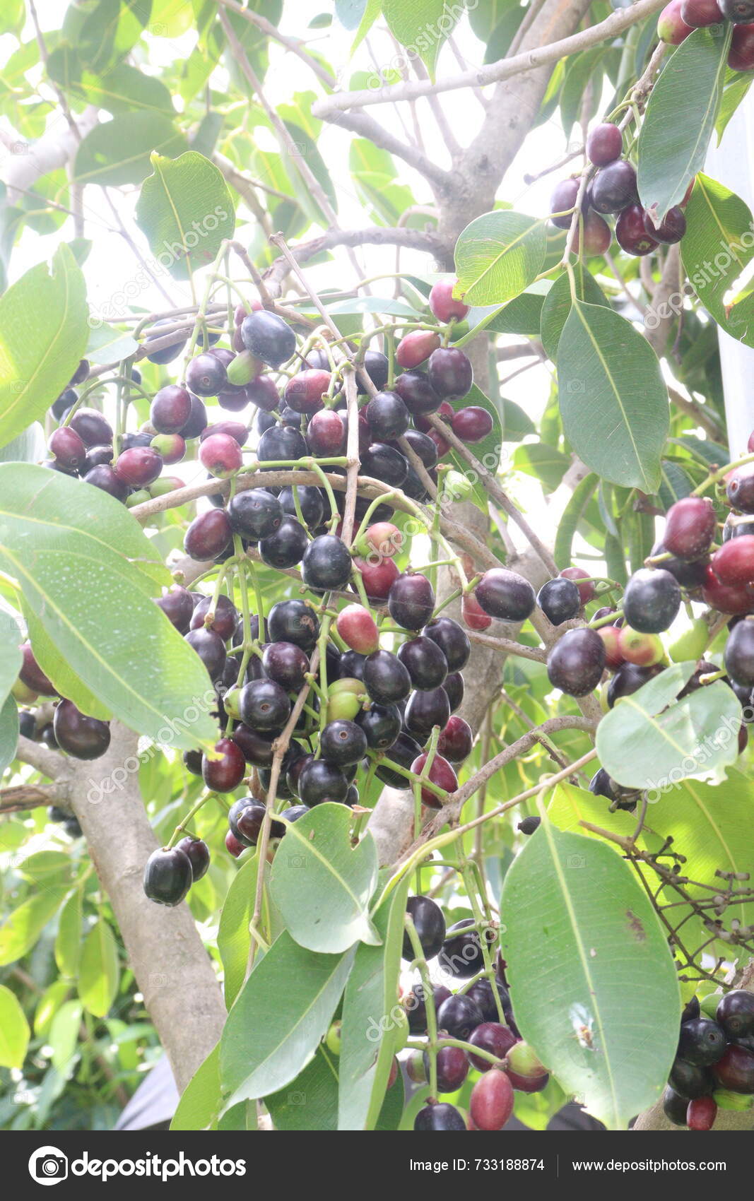 Java Plum Tree Farm Harvest Cash Crops Have Nutrients Vitamins — Stock ...