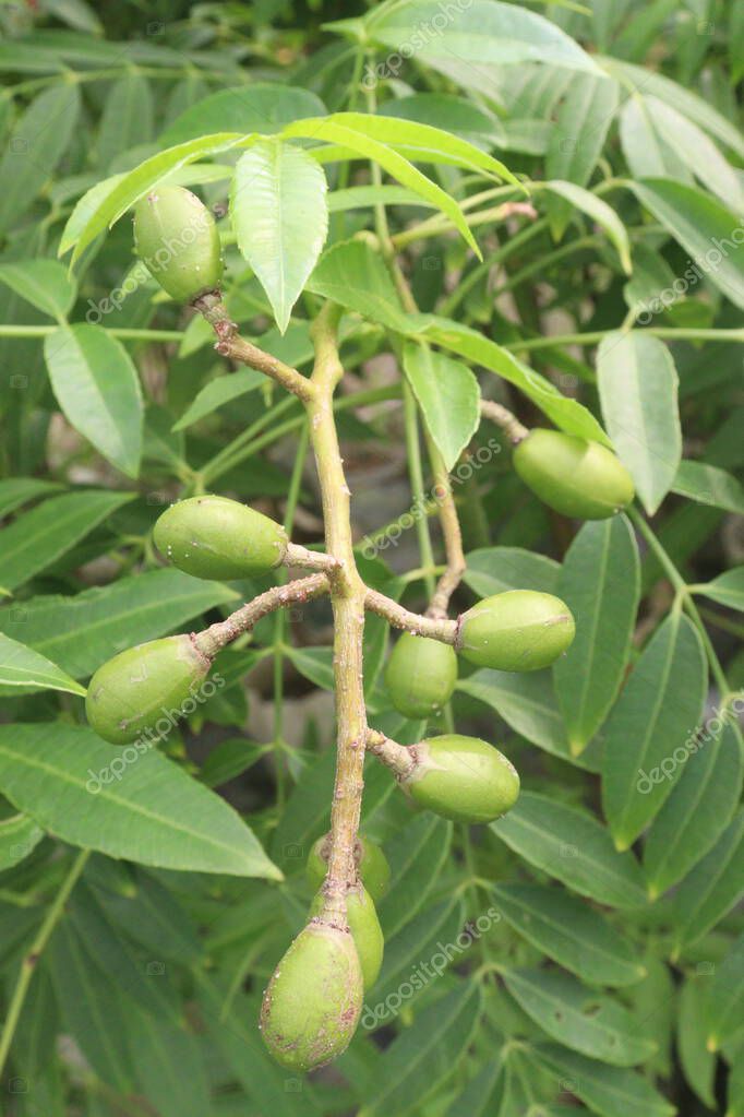 Spondias mombin en árbol en vivero para la venta son cultivos ...
