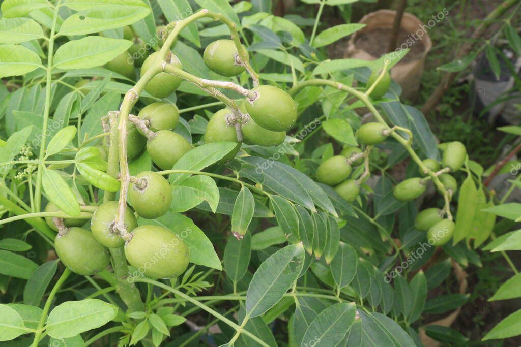 Spondias mombin en árbol en vivero para la venta son cultivos ...