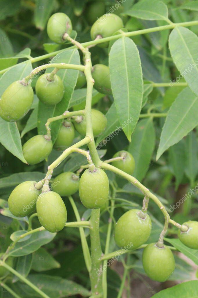 Spondias mombin en árbol en vivero para la venta son cultivos ...