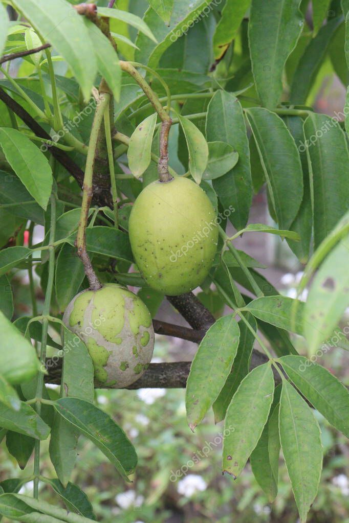 Spondias mombin en árbol en vivero para la venta son cultivos ...