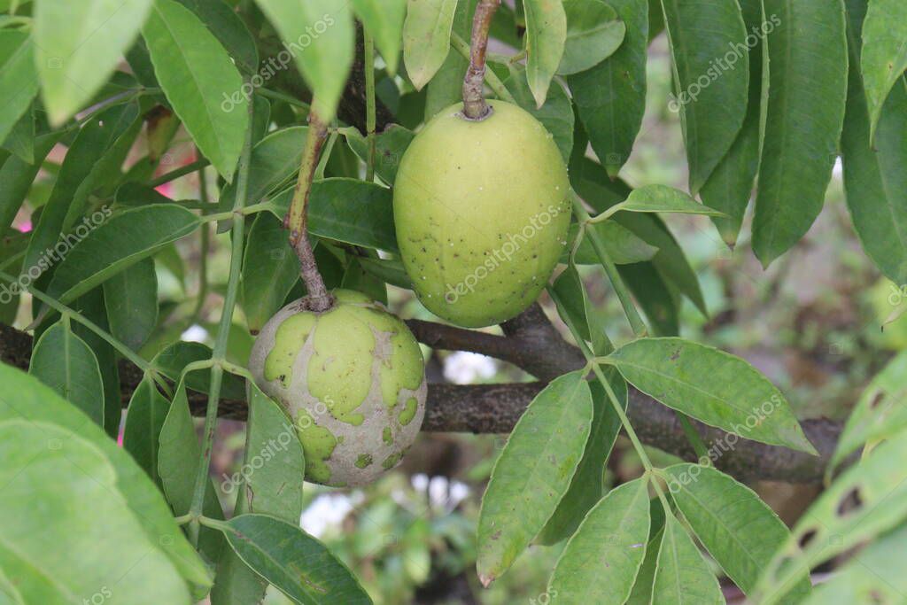 Spondias mombin en árbol en vivero para la venta son cultivos ...