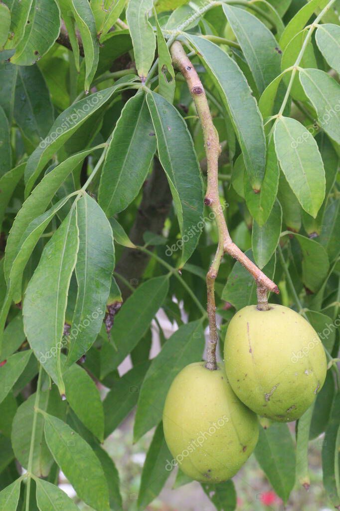 Spondias mombin en árbol en vivero para la venta son cultivos ...