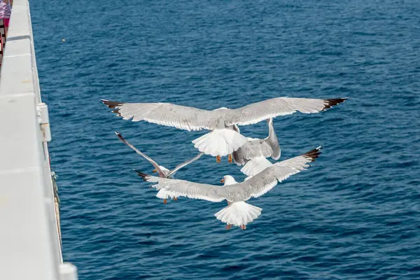 Flying seafood Stock Photos, Royalty Free Flying seafood Images ...