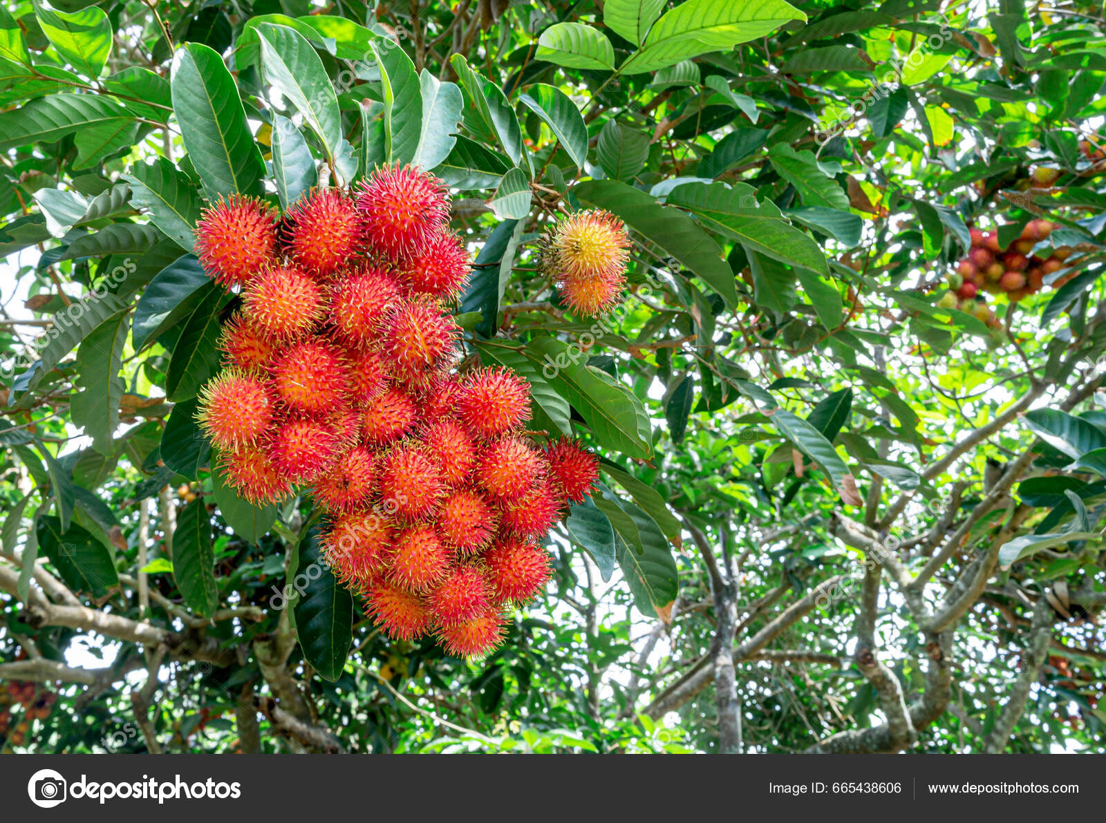 Flor De Rambután