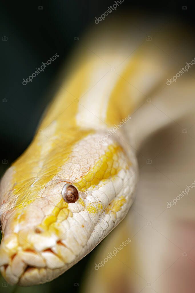 Primer plano de un pitón birmano albino Python bivitattus con un patrón ...