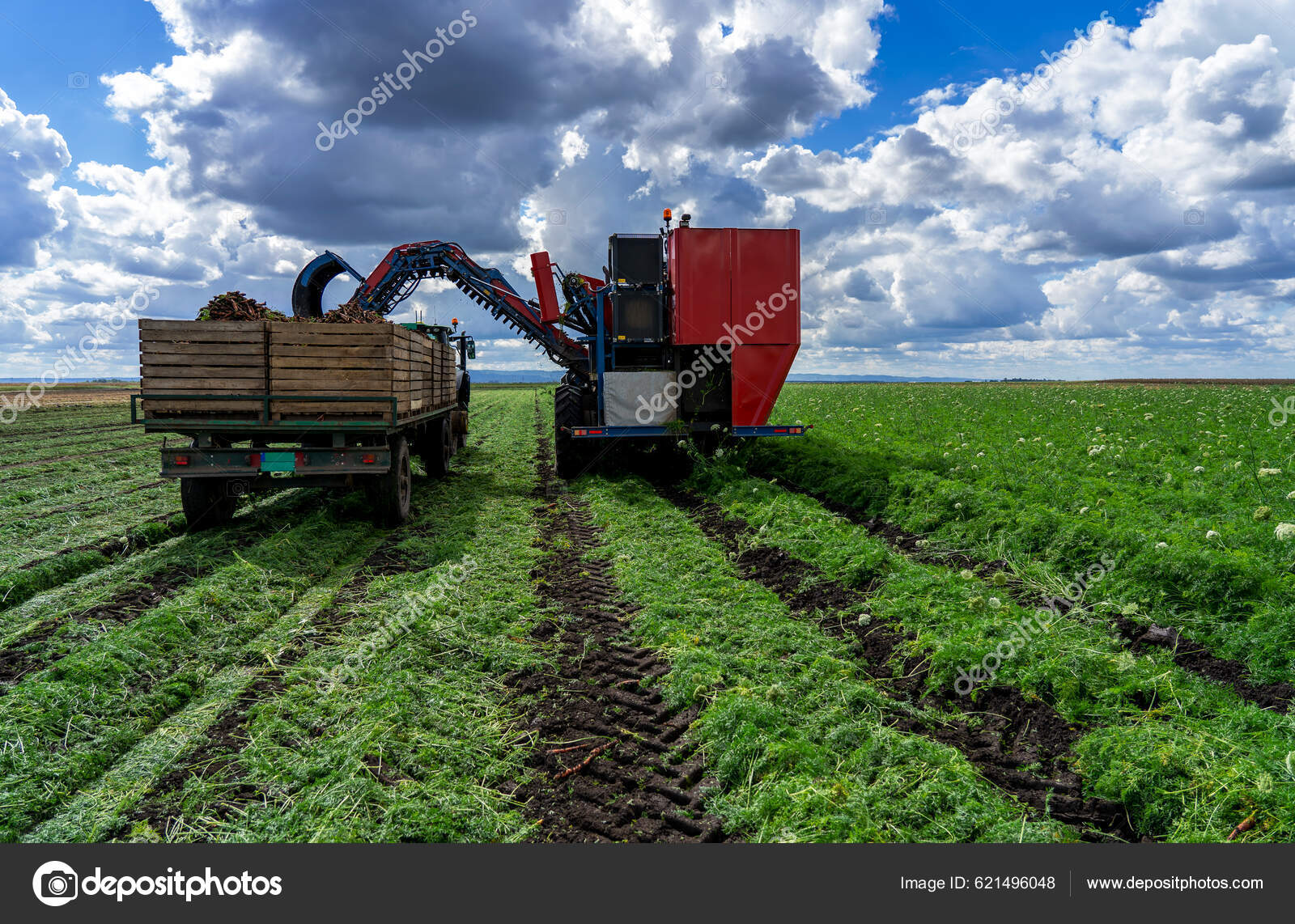 Carrot Harvester Unloading Tractor Trailer Modern Agriculture Harvest ...