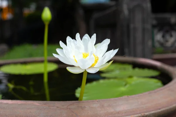 Ablution flower Stock Photos, Royalty Free Ablution flower Images ...
