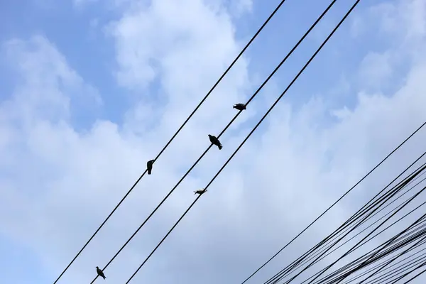 Aves em cabo elétrico Stock Photos, Royalty Free Aves em cabo elétrico ...